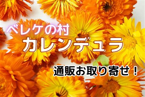 べレケの村カレンデュラの通販や口コミ！ハーブティーがすごい【人生の楽園】 はっちーのキャンプ場紹介！