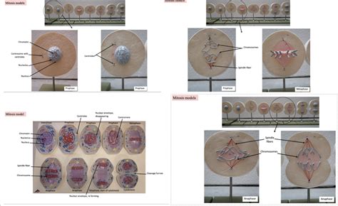 Mitosis Diagram Quizlet