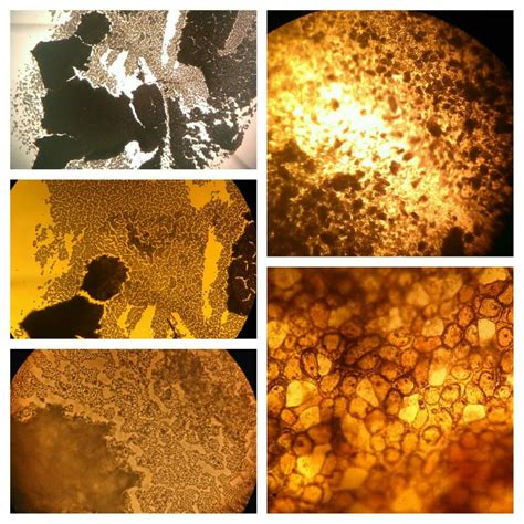 Desempolvando El Microscopio Experimento 1 Vamos A Activar Levadura