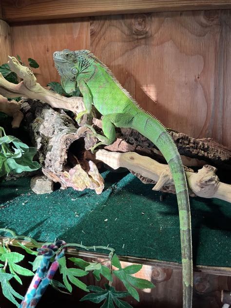 Fireball In All His Glory R Iguanas
