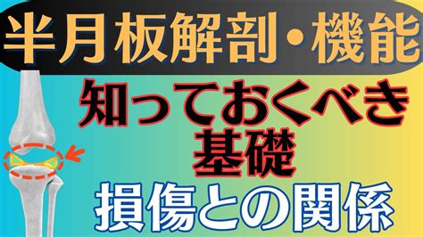 【徹底解説】半月板の基礎•解剖 なぜ損傷するのか Youtube