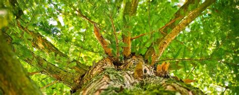 Explore Before You Restore Enhancing Ecosystem Restoration With