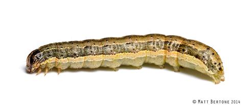 Fall Armyworm Update