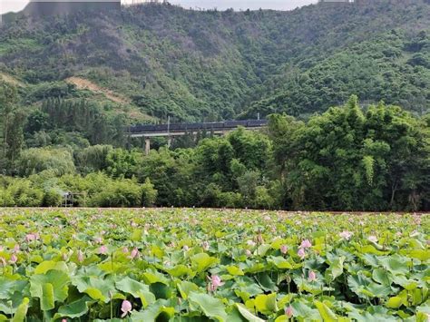 美不勝收！勤豐鎮北甸濕地公園62畝荷花競相綻放 壹讀