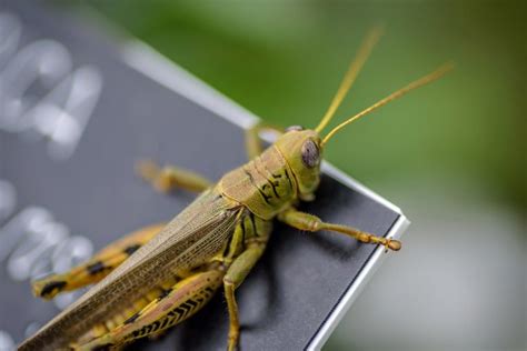 Engineers Create Tiny Robot “bugs” That Can Go Just About Anywhere