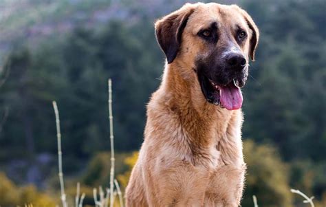 Anatolian Shepherd Breed Profile Things To Know Before Adopting A Anatolian Shepherd
