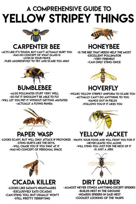 Different Types Of Wasps And Bees R Whatsthisbug