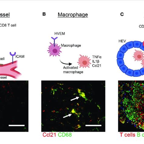 Induction Of Cancer Associated Tls During Light Vtp Therapy A B Download Scientific