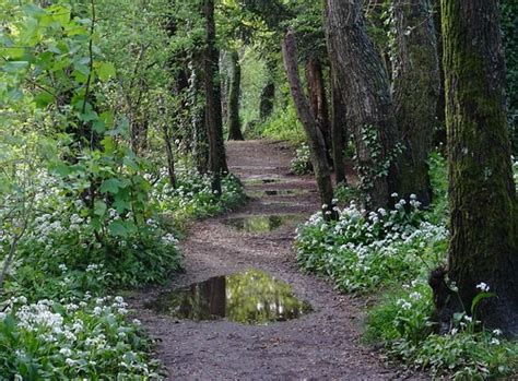 Puddled Path Riverside Walk Totnes Following A Night Of … Phil