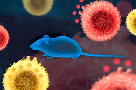 Immuno Oncology Pharmacodynamic Models Charles River