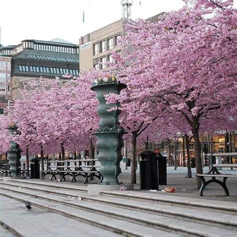 Copy Of Prunus Accolade