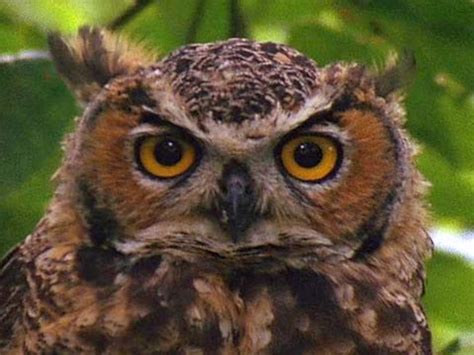 Great Horned Owl Eyes