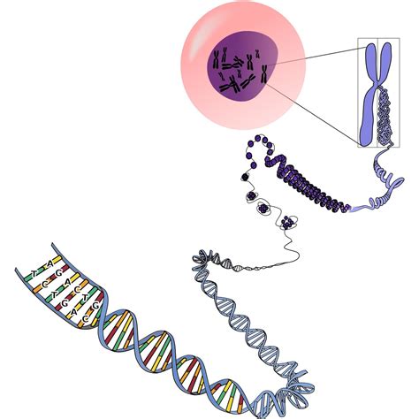 Mammalian Evolution A Genetic Time Capsule Revealing The Origins Of