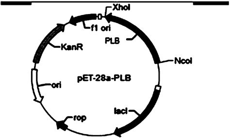 Phospholipase B And Application In Preparing Glycerolphosphocholin Thereof Eureka Patsnap
