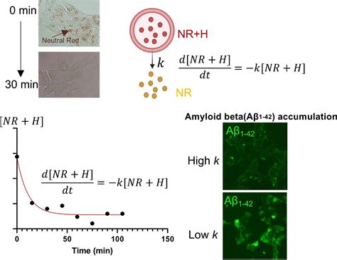 Reproposing Neutral Red As A Colorimetric Probe For Quantitative Assessment Of Lysosomal