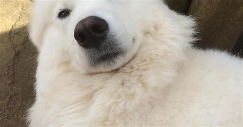 My Samoyed Shiro Album On Imgur