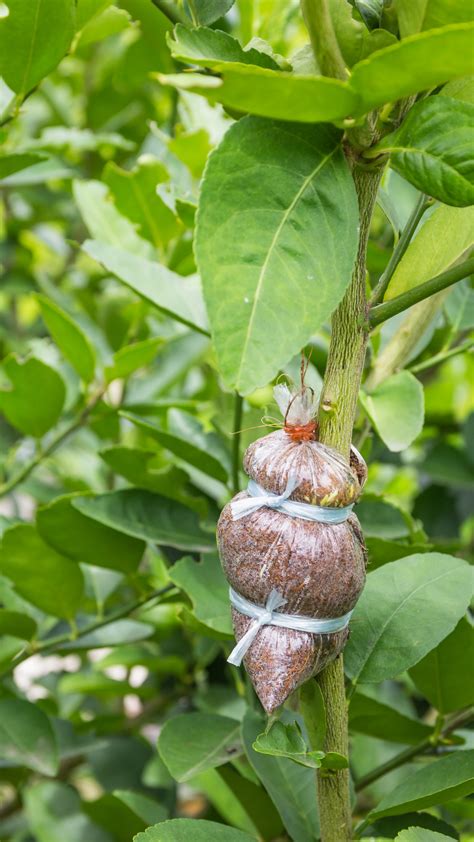 Plant Propagation Easy Step By Step Guide To Growing New Plants