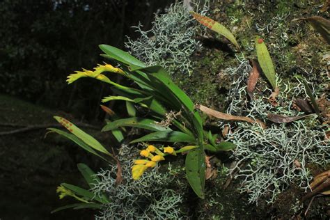 Brassia Andina In April 2022 By Apipa INaturalist
