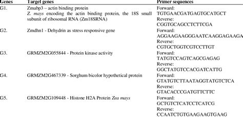 Drought Responsive Genes Used For The Study Expression Of Maize Leaf