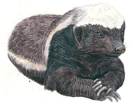 A Honey Badger Print A Badger Art Print A Honey Badger T Honey