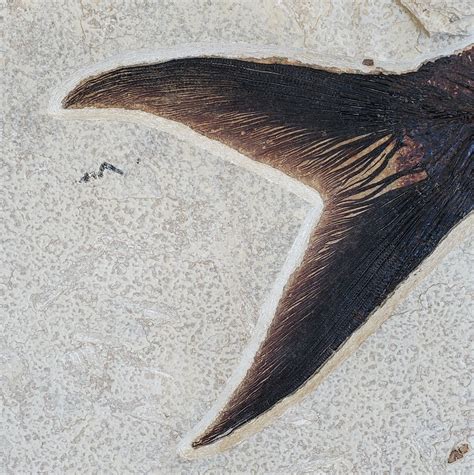 Fossil Preparation Services Fossil Oasis