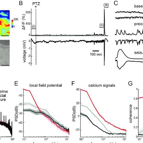 Calcium Imaging Reliably Reports Temporal Components Of Neuronal