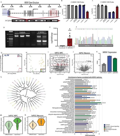 Validation Of Deletions In Hipsc Cohort And Whole Transcriptome Rna Seq