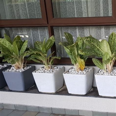 Premium Rombus Planter Gardengram