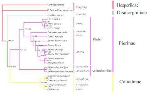 Maximum Likelihood And Bayesian Inference Phylogenetic Trees Of The 18 Download Scientific