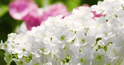 「gareden」の画像 119 件の Stock 写真、ベクターおよびビデオ Adobe Stock