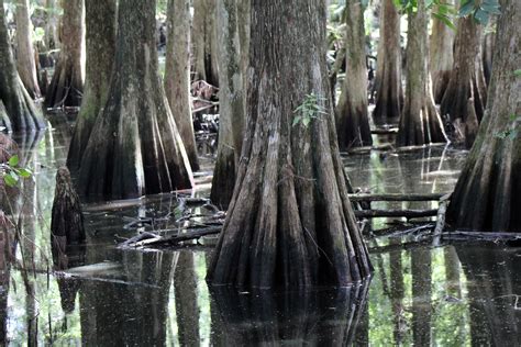 Free Images Tree Nature Waterfall Swamp Stream Reflection