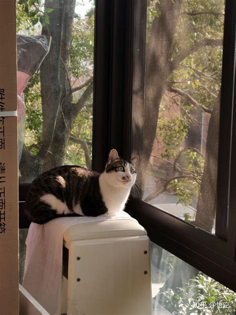 我家的狸花猫去探索世界了 知乎