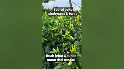 Cara Mengatasi Daun Cabai Keriting Youtube