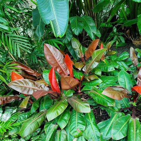 Philodendron Mccolleys Finale Philodendron Wellspring Gardens