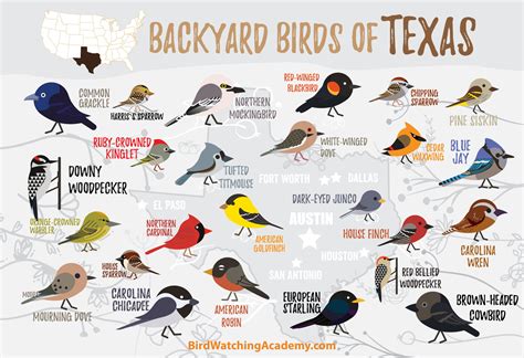 Backyard Birds Of Texas Bird Watching Academy