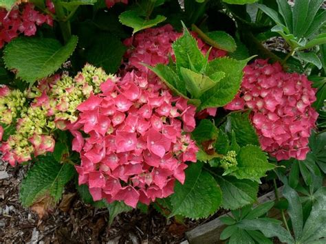 Hydrangea Macrophylla Red 8 Pot Hello Hello Plants