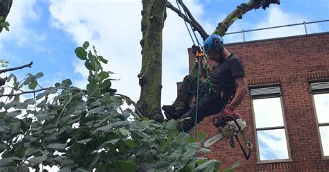 Tree Surgery Eireann Trees Landscaping