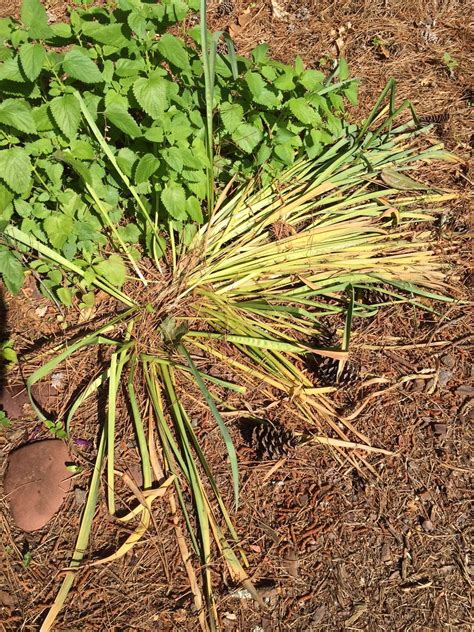 Elm Leaf Beetle Damage Walter Reeves The Georgia Gardener
