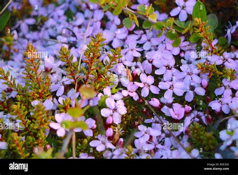 Grunen hintergrund -Fotos und -Bildmaterial in hoher Auflösung – Alamy