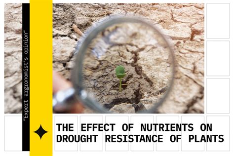 Impact Of Nutrients On Plant Drought Resistance English Wonder Corporation