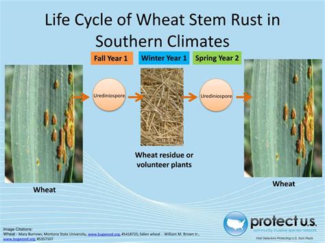 Ppt Wheat Stem Rust Ug99 Recognition Risk And Response Powerpoint