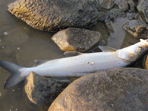 Белорыбица (лат. Stenodus leucichthys)