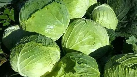 3 Manfaat Sayur Kol Untuk Kesehatan Kabar Singaparna