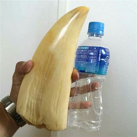 中古特大 巨大 大型 マッコウクジラの歯 鯨歯 牙 約1kg 約26cm 印材 彫刻 の落札情報詳細 Yahoo オークション落札価格
