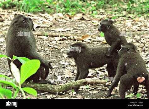 Crested Macaques Macaca Nigra React To An Act As They Are Having Social Interaction On A