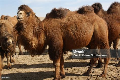 Mongolian Bactrian Camels In The Solitary Gobi Desert Umnugovi South
