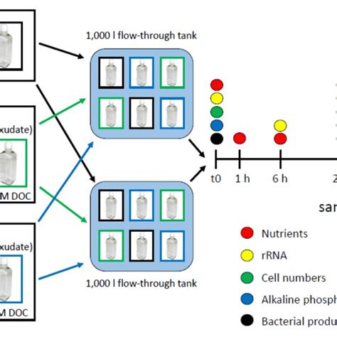 Schematic Overview Of The Experimental Set Up Prochlorococcus Mit9312