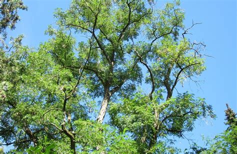 Robinie Ist Baum Des Jahres Top Agrar