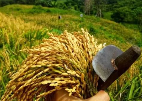 Penggerek Batang Padi Ngengat Yang Mengancam Semua Fase Pertumbuhan Padi Cari Aku