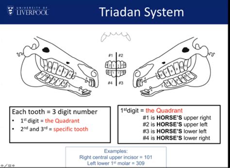 Equine Dentistry Flashcards Quizlet
